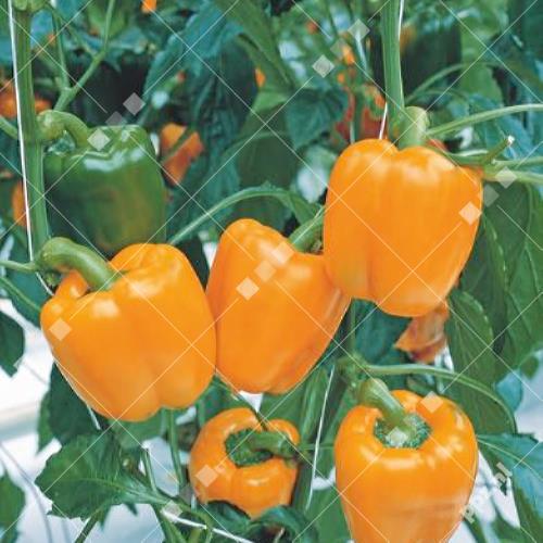 Pieterpikzonen : Capsicum annuum - Paprika
