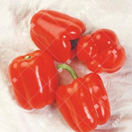 Pieterpikzonen : Capsicum annuum - Paprika